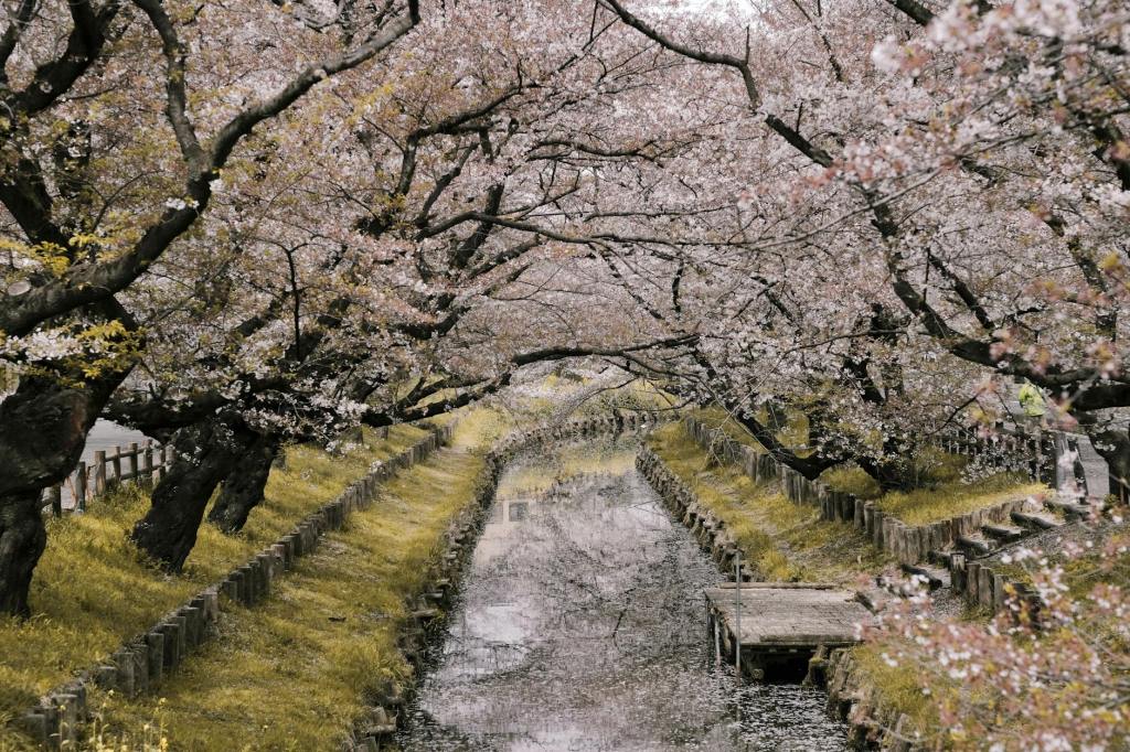 Plant in focus: ‘Amanogawa’ cherry tree – The Charming Nook